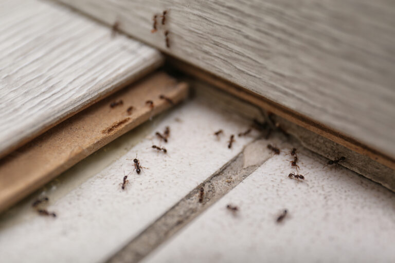 How to Get Rid of Ants- The 5 Common Ant Types - Home Run Pest