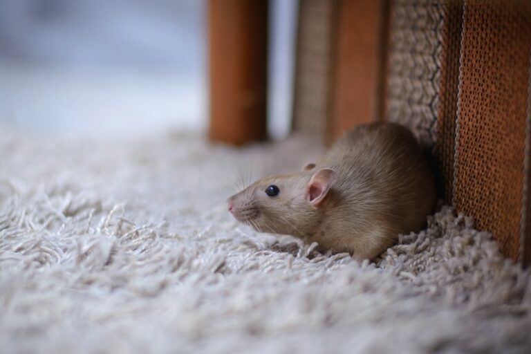 Rodent Control & Removal Dallas - Home Run Pest & Termite Control