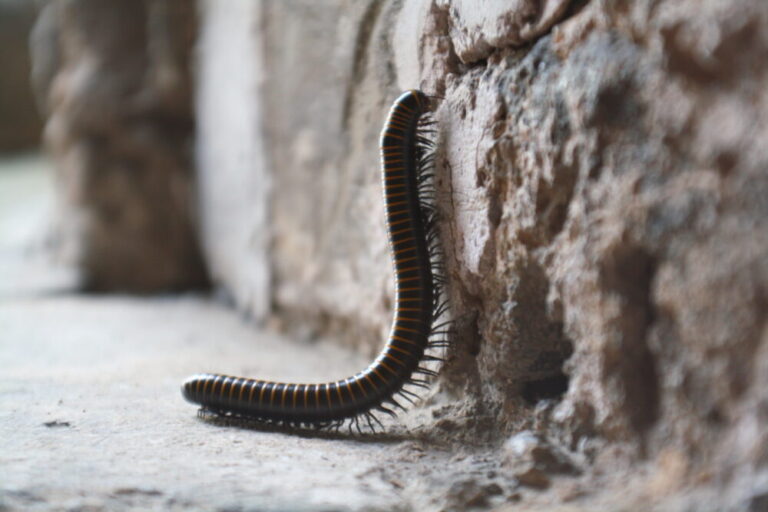 Millipede Control and Removal in Dallas - Home Run Pest & Termite Control
