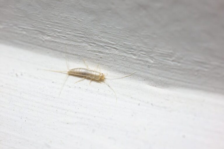 Expert Silverfish Prevention - Home Run Pest & Termite Control